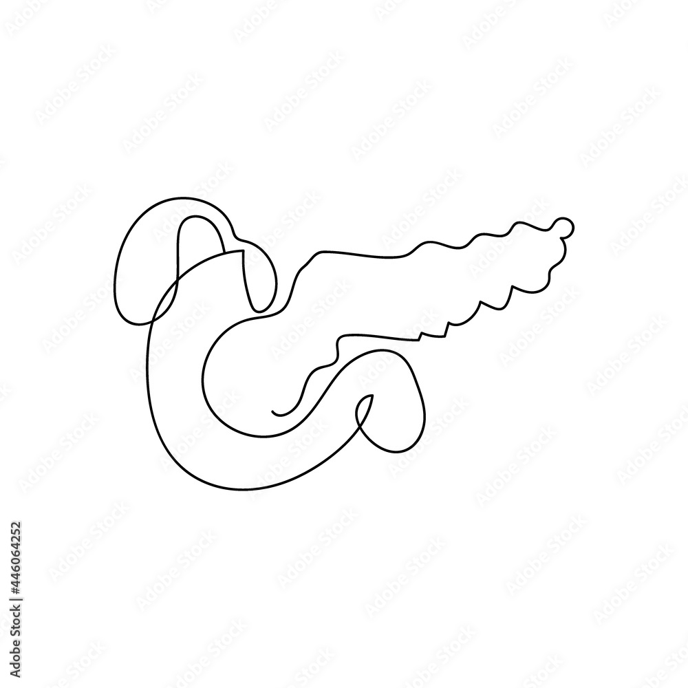 Human pancreas one line art. Continuous line drawing of human, internal ...