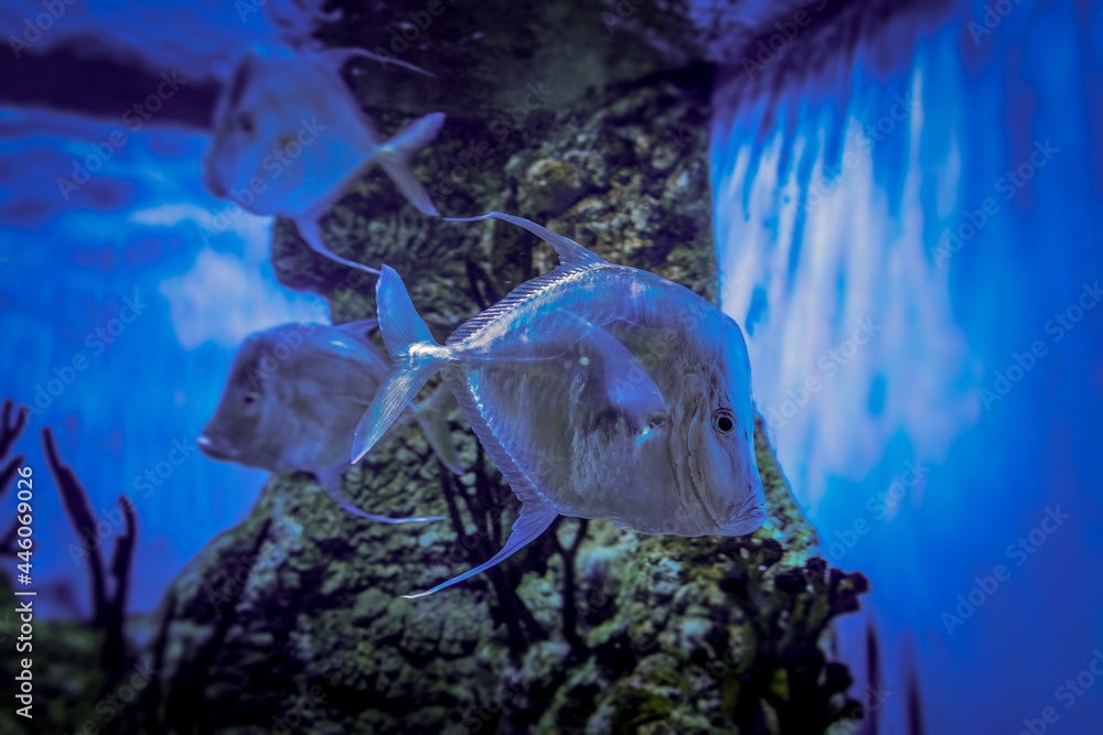 Group of the Lookdown fish known as Selene Vomer - game fish of the ...