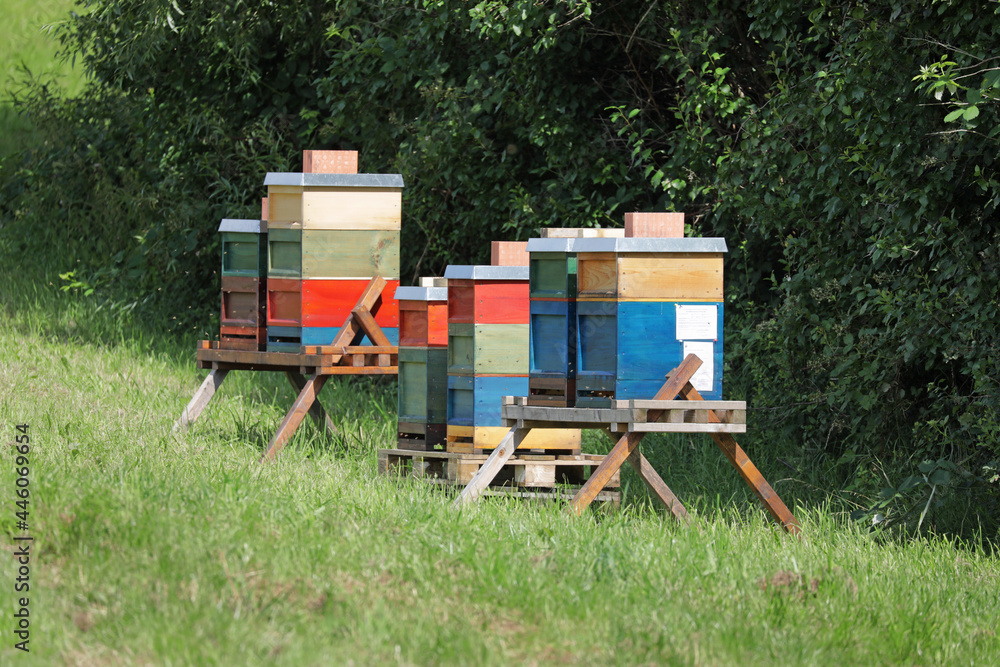bunte bienenstöcke in der natur Photos | Adobe Stock