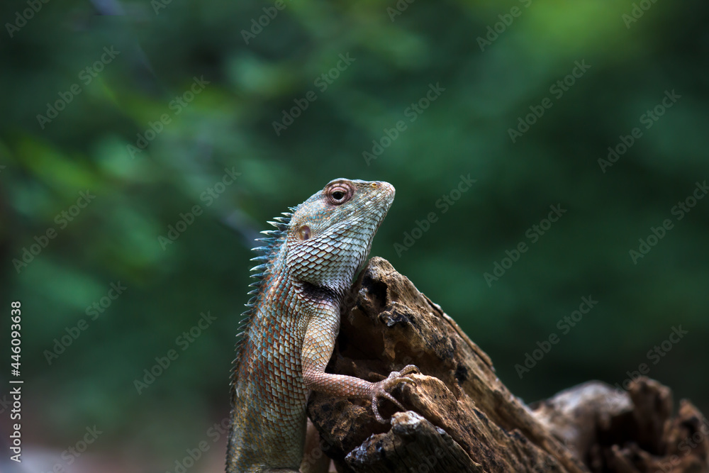 Foto de The oriental garden lizard, eastern garden lizard, Indian ...