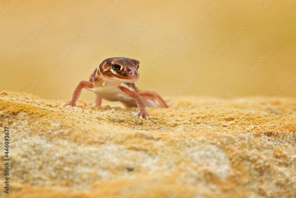 Nephrurus levis, commonly known as the three-lined knob-tailed gecko ...