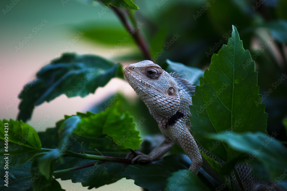 Foto de The oriental garden lizard, eastern garden lizard, Indian ...