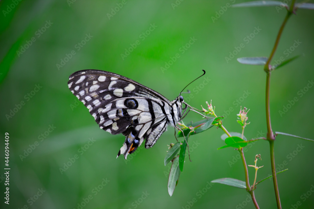 Papilio demoleus is a common and widespread swallowtail butterfly. The ...
