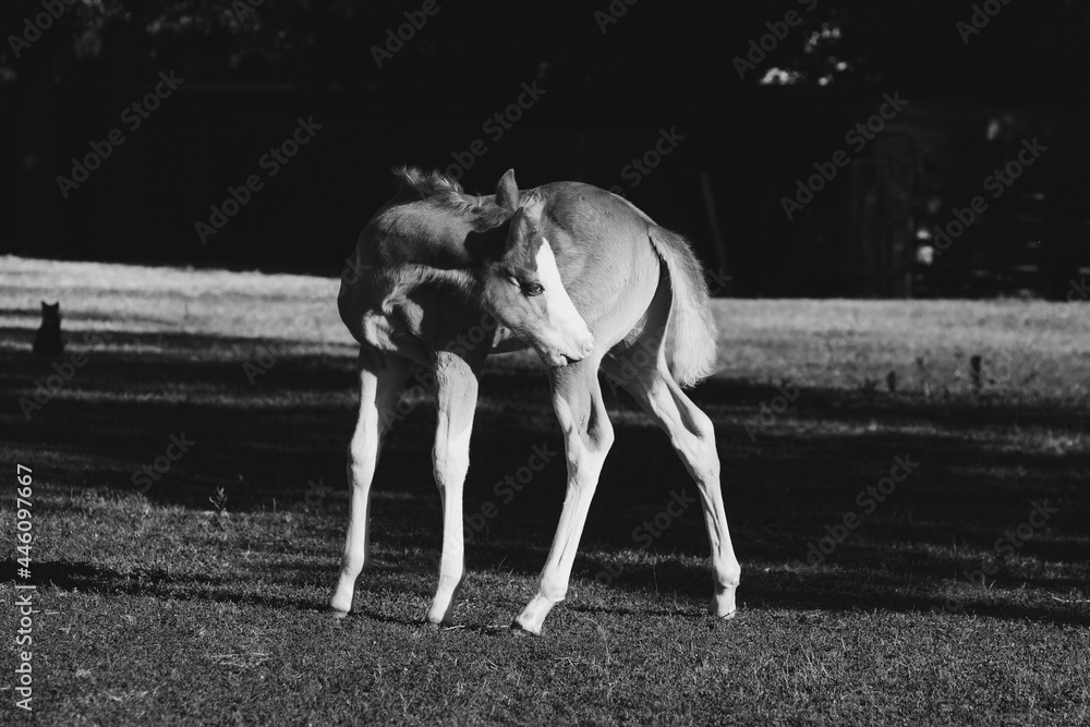 Foal horse scratching itch close up in black and white on farm. Stock ...