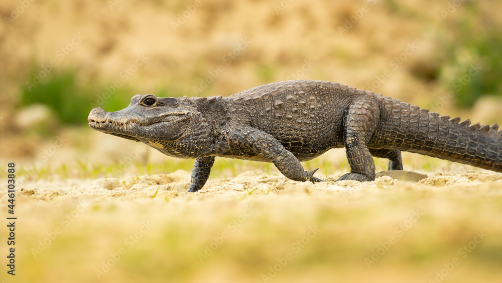 The dwarf crocodile (Osteolaemus tetraspis), also known as the African ...