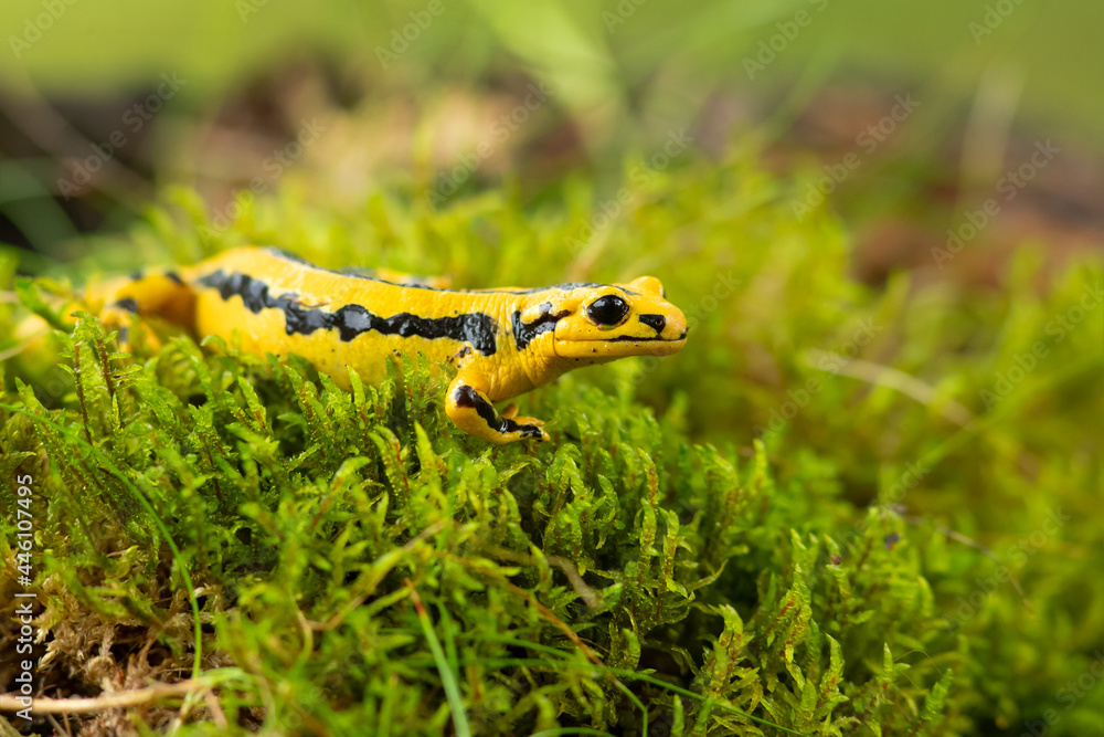 European Fire Salamander