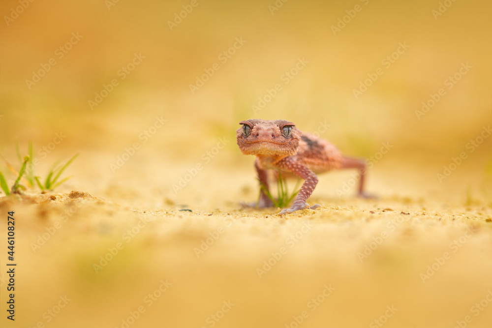 Nephrurus wheeleri, also known commonly as the banded knob-tailed gecko ...