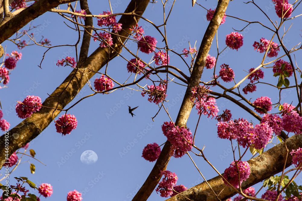 Ipê roxo florido com lua e céu azul ao fundo. Ipê-bola. Handroanthus ...