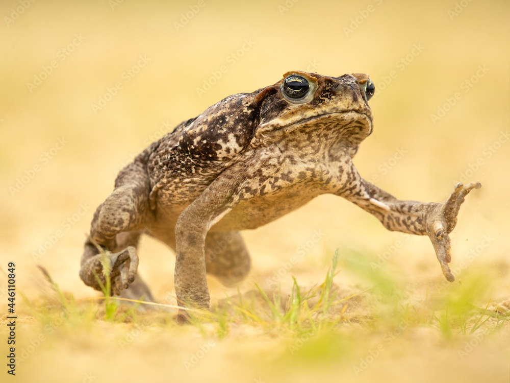 Foto Stock The cane toad (Rhinella marina), also known as the giant ...