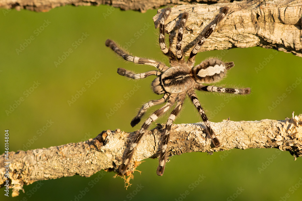 Poecilotheria ornata, known as the fringed ornamental or ornate tiger ...