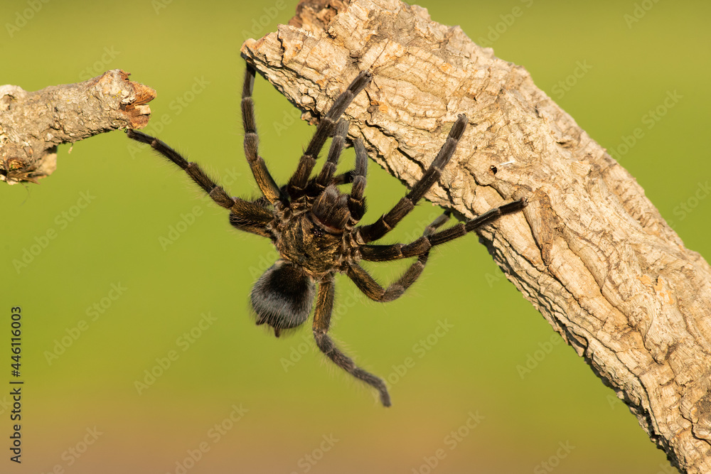 Phormictopus auratus, commonly known as the Cuban bronze tarantula, is ...
