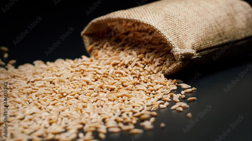Falling bag with barley on black background. Shooting of cereal and ...