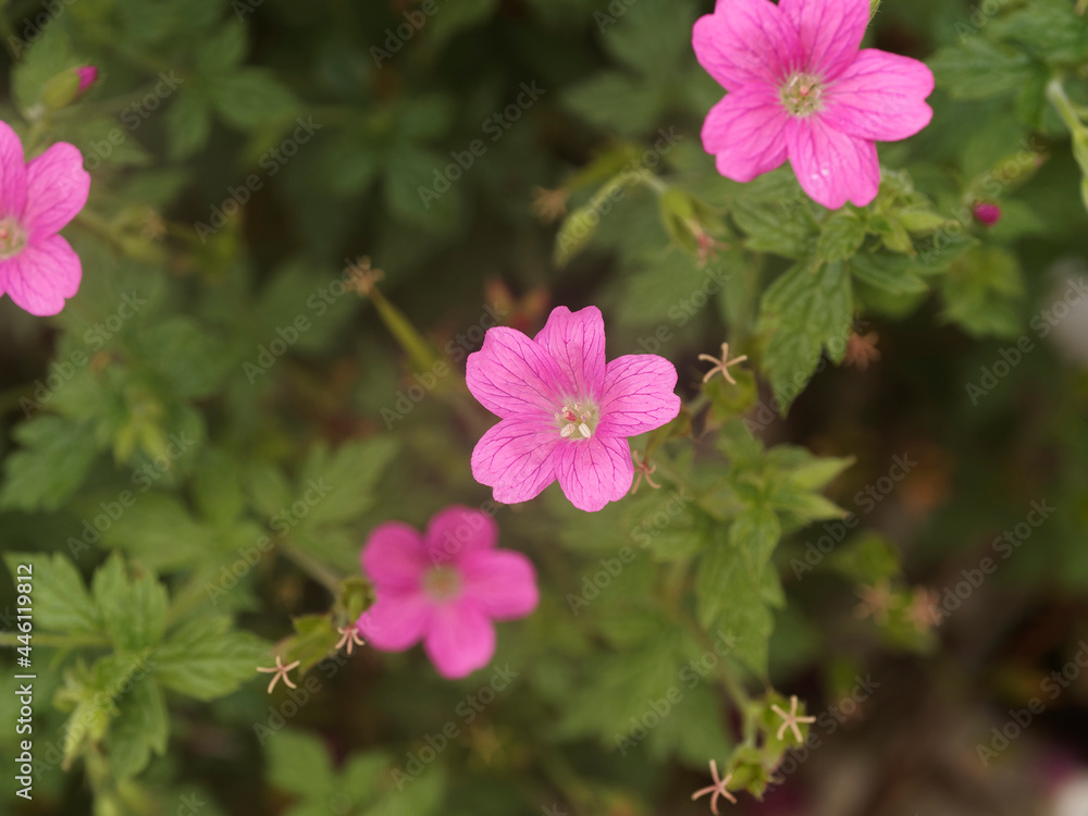 Geranium nodosum | Géranium noueux ou géranium à tige noueuse à petites ...