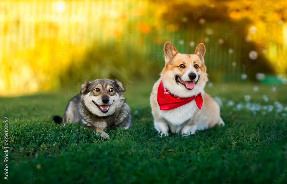 Are Dogs Happier When There Are Two