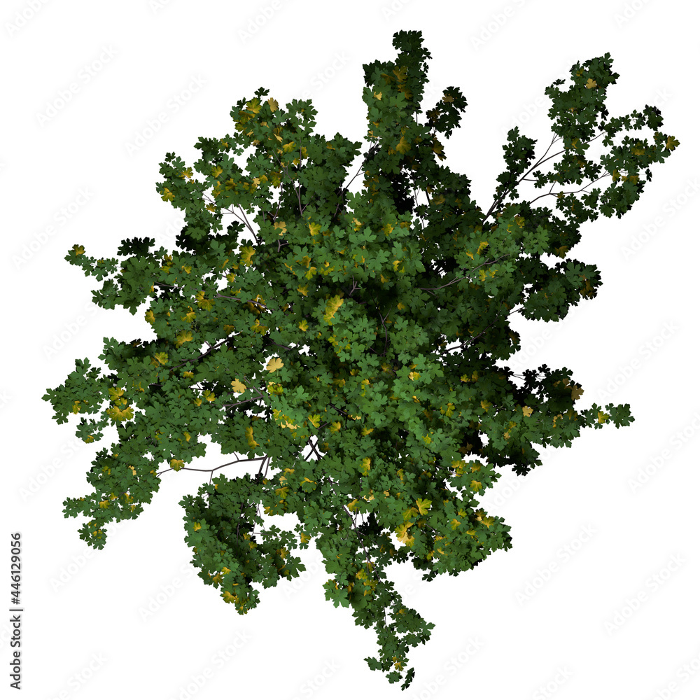 VEGETATION TOP VIEW - TREES AND BUSHES IN PLAN Stock Illustration ...