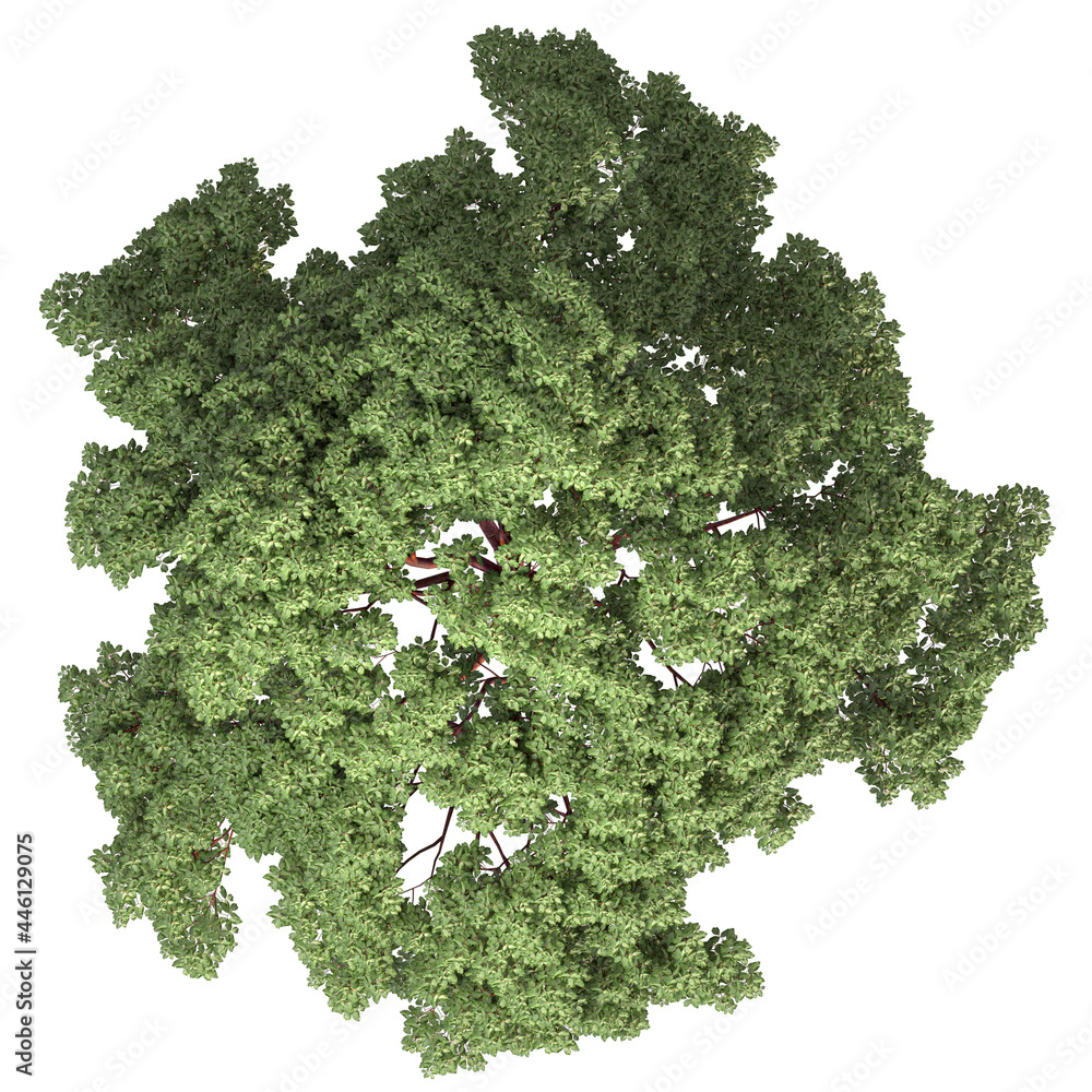 VEGETATION TOP VIEW - TREES AND BUSHES IN PLAN Stock Illustration ...