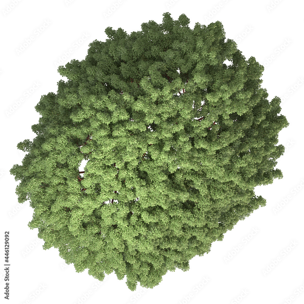 VEGETATION TOP VIEW - TREES AND BUSHES IN PLAN Stock Illustration ...