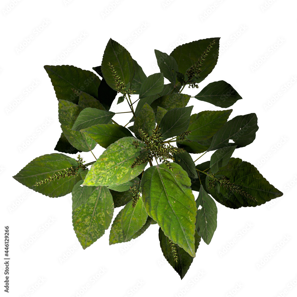 VEGETATION TOP VIEW - TREES AND BUSHES IN PLAN Stock Illustration ...