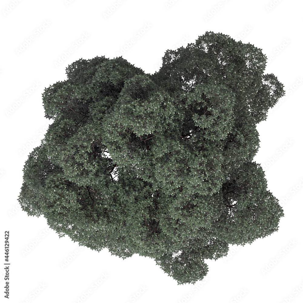 VEGETATION TOP VIEW - TREES AND BUSHES IN PLAN Stock Illustration ...