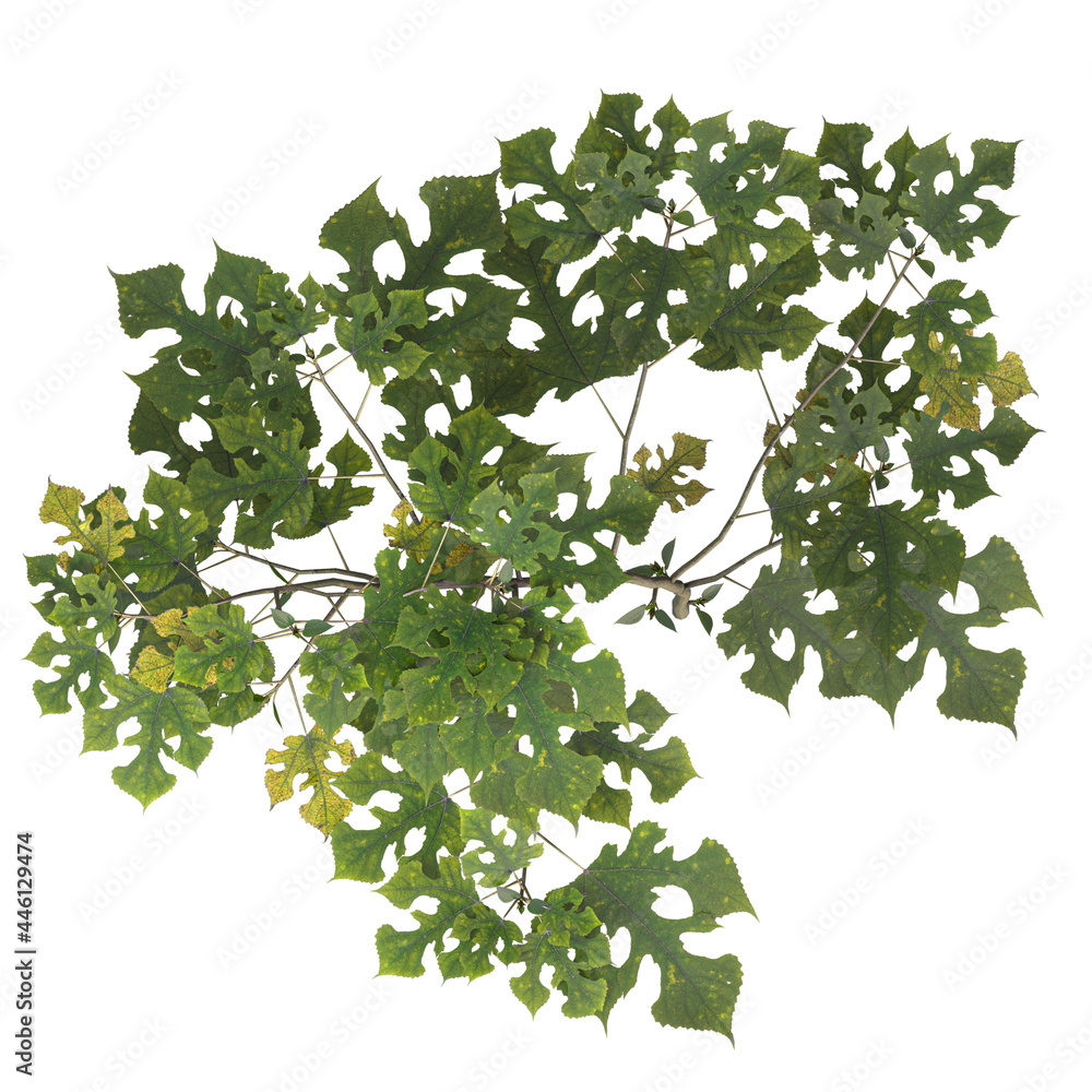 VEGETATION TOP VIEW - TREES AND BUSHES IN PLAN Stock Illustration ...