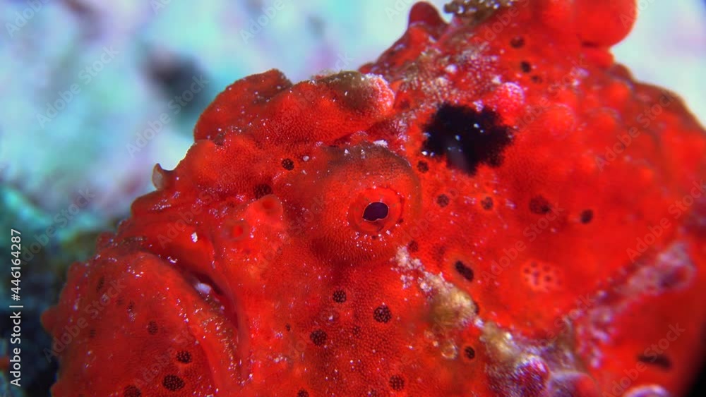 Red warty Frogfish Antennarius macuatus) super close up on coral reef ...