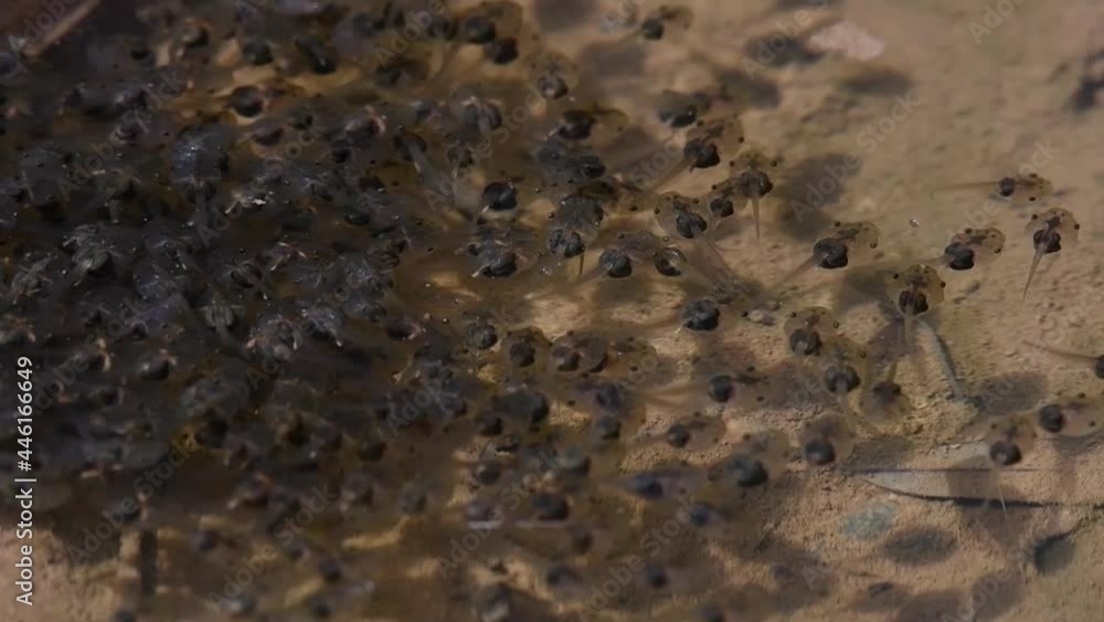 The light gradually dim off while abundance of tadpoles polliwog at its ...