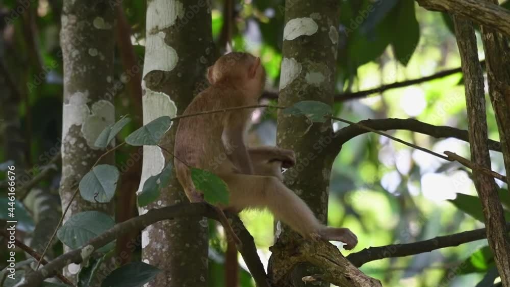 Video „Vulnerable primate species wild Northern Pig tailed Macaque ...