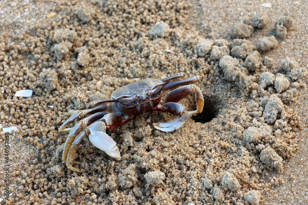Ocypode is a genus of ghost crabs found in the sandy shores of tropical ...