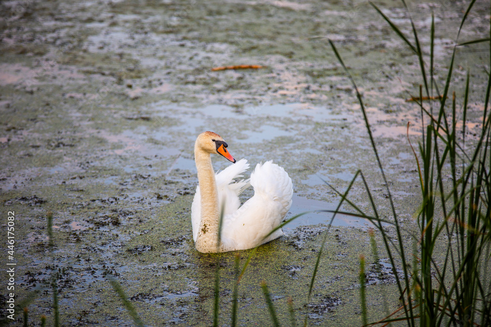 A white swan with a red beak feeds in a river or lake. Floats around ...