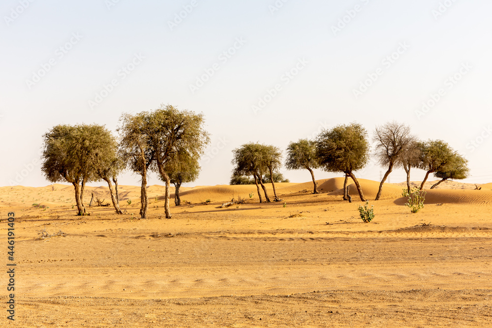 The Ghaf Tree (Prosopis cineraria) forest in barren desert landscape ...