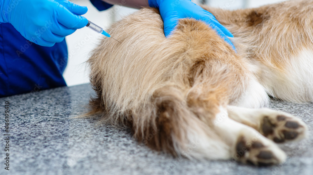 Close-up of a veterinarian's hands giving an injection to a ginger dog ...