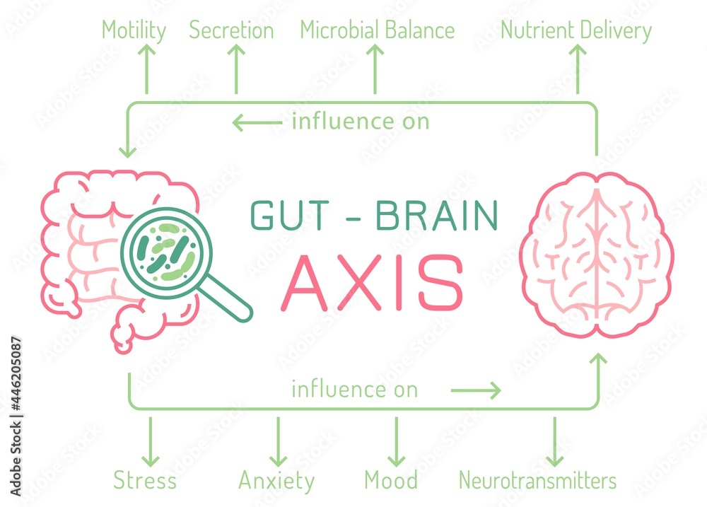 Gut - Brain AXIS landscape poster. Useful infographic. Stock Vector ...