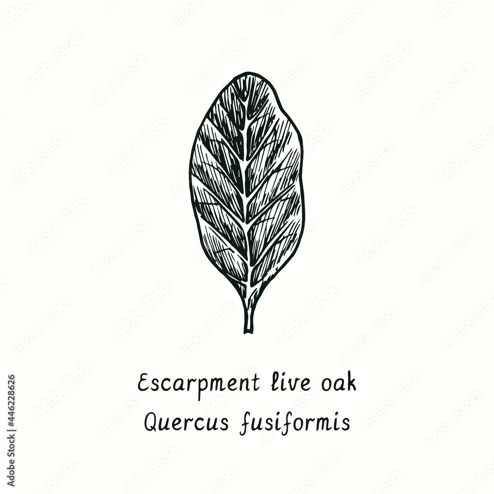 Escarpment live oak (Quercus fusiformis) leaf. Ink black and white ...