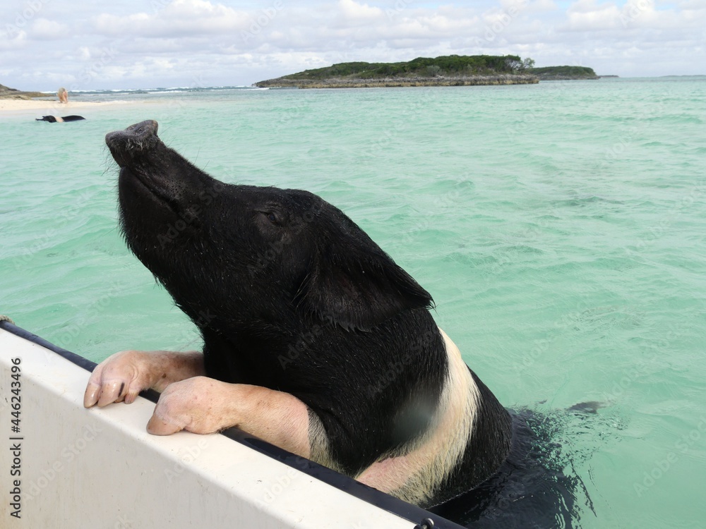A swimming pig hoists itself up on the side of a boat in the Bahamas ...