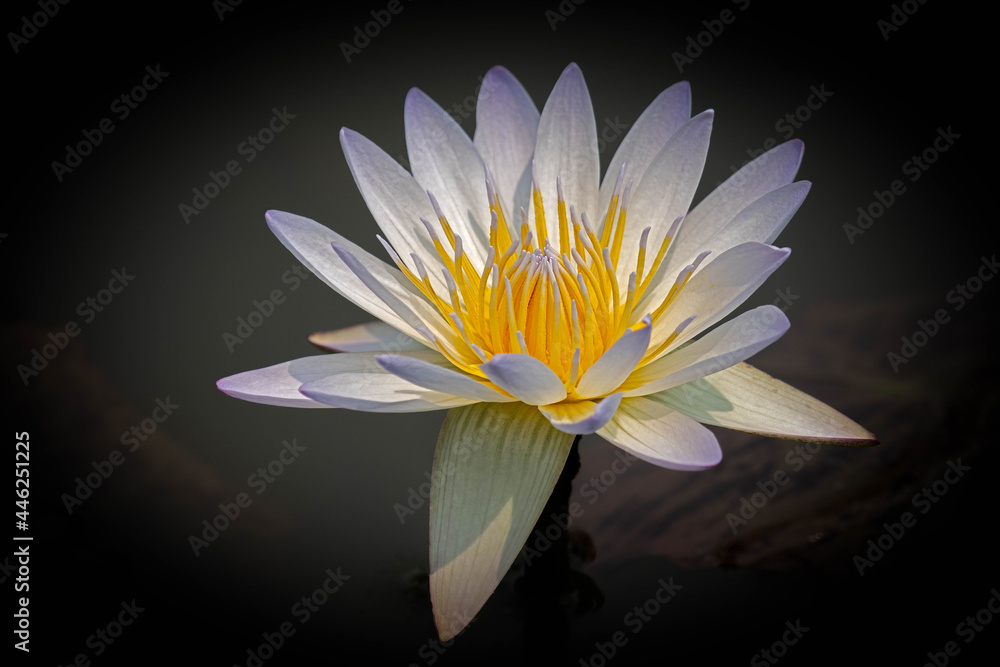 Nymphaea nouchali, is an aquatic plant with sky-blue flowers, is South ...