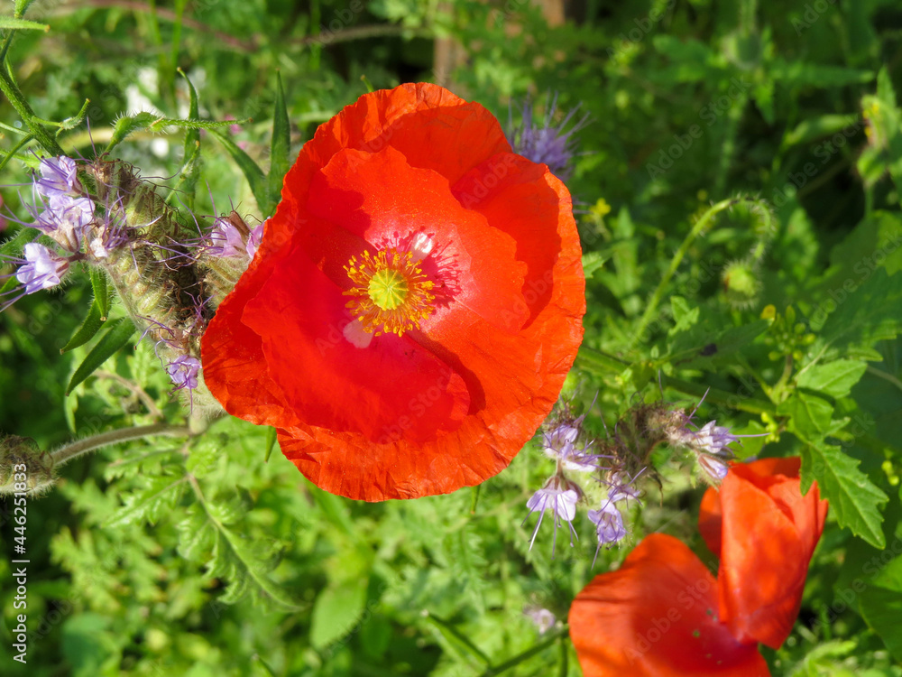 Our red poppy is a symbol of both Remembrance and hope for a peaceful ...