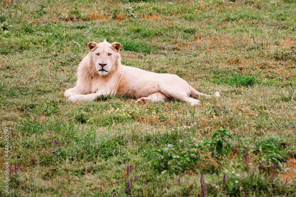 Large white lion, Panthera leo, portrait. Big male lion looking at ...