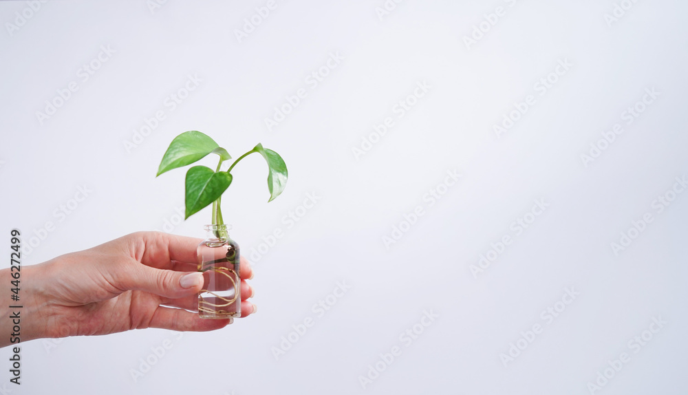 Fotografia do Stock: Female hand holding young shoot plant Golden ...