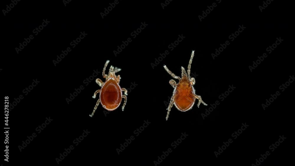 Acari mite Mesostigmata under microscope, Pachylaelapidae family ...