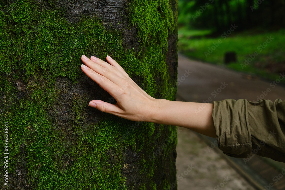 Girl hand touches a tree with moss in the wild forest. Forest ecology ...