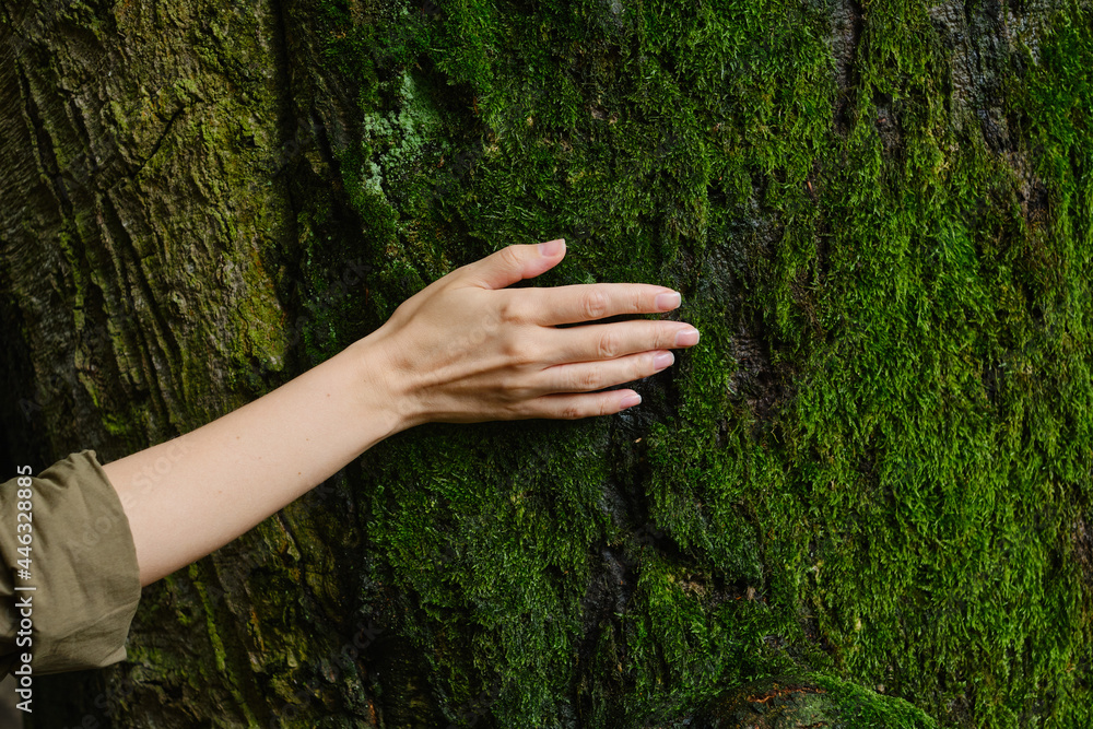 Girl hand touches a tree with moss in the wild forest. Forest ecology ...