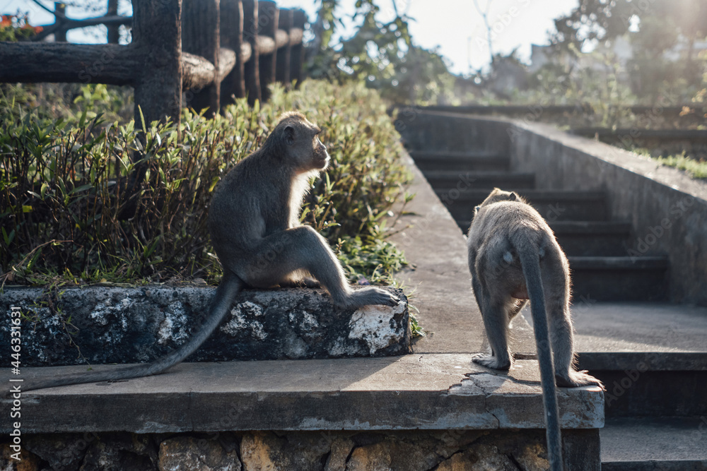 Shot of two monkeys on border around stairs in bali Stock Photo | Adobe ...