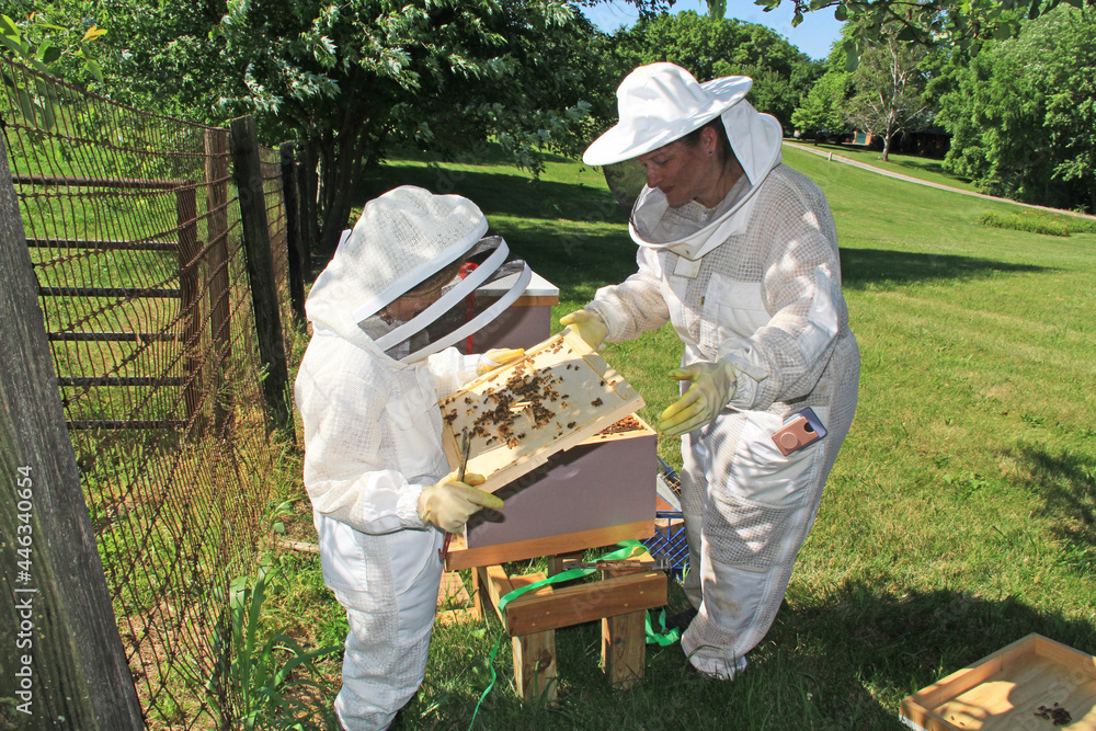 Mother teaching a child how to check for the queen bee on the inner lid ...