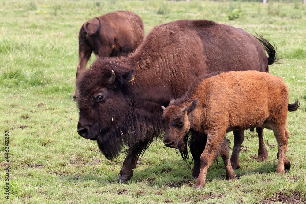 Bison on meat farm in pasture on bright sunny day Stock Photo | Adobe Stock