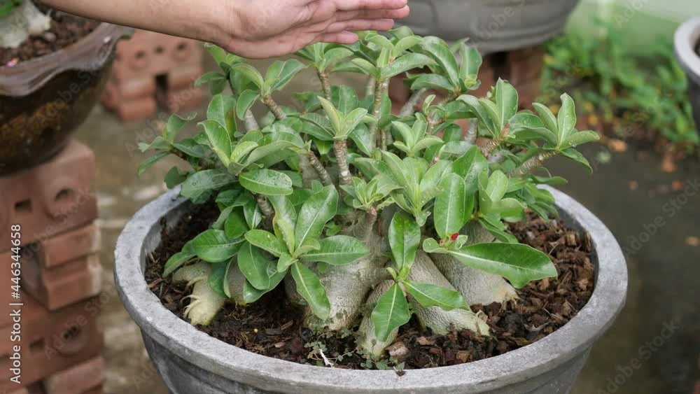 Big Adenium in pot, The big roots of the adenium are perfect and ...