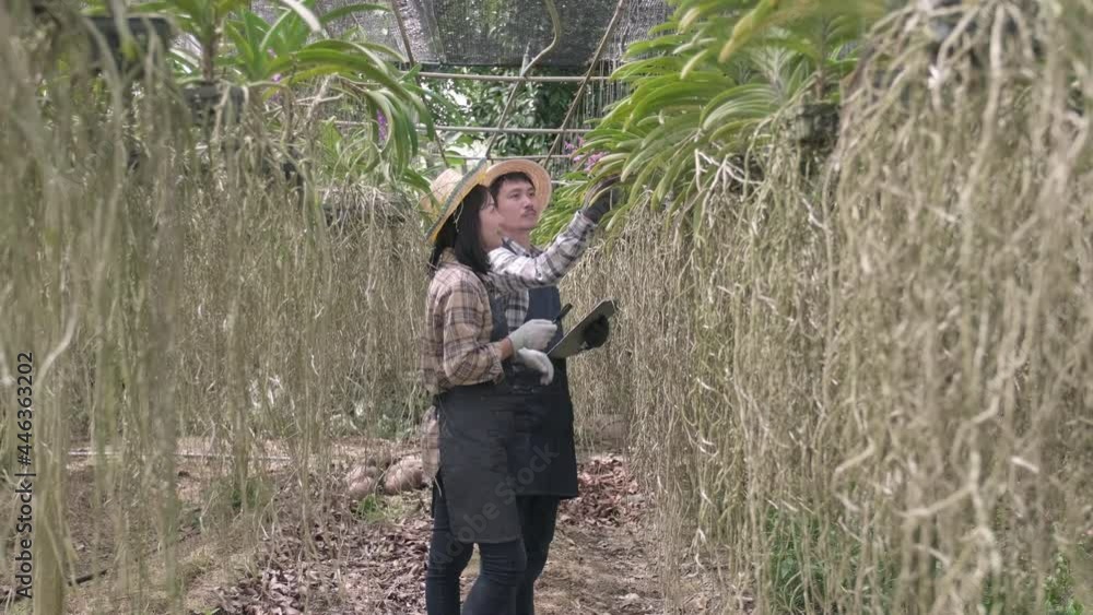 Young couple farmers checking their orchid gardening farm, woman and ...