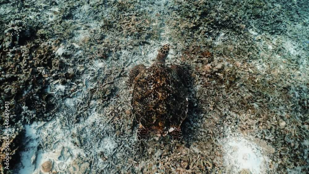 Sea turtle slowly swimming in blue water through sunlight. Snorkeling ...