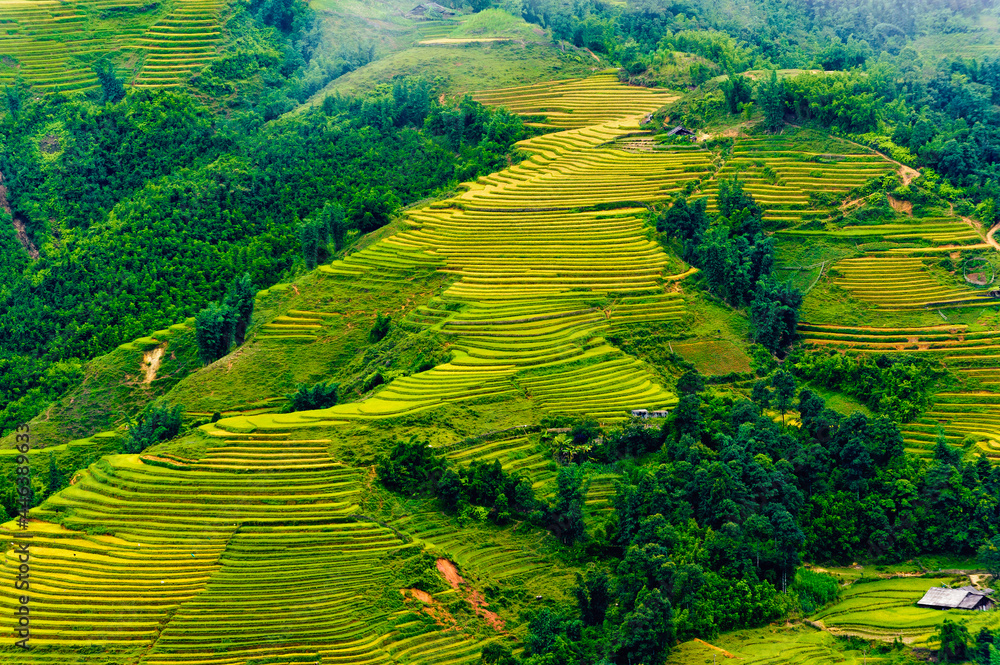 Rice fields on terraced of Y Ty, Bat Xat, Lao Cai, Viet Nam. Rice ...