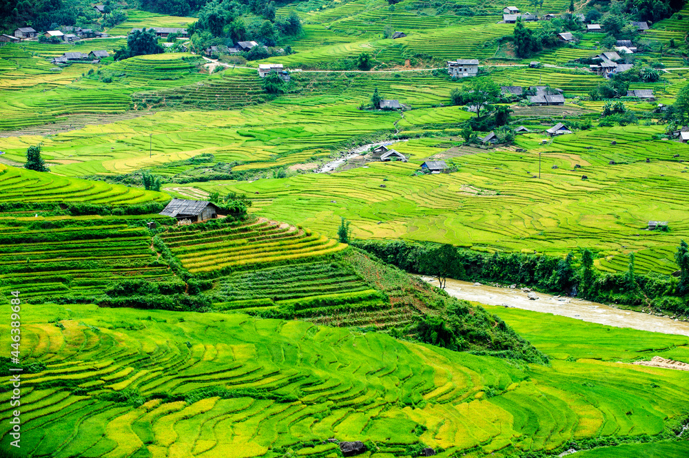 Rice fields on terraced of Y Ty, Bat Xat, Lao Cai, Viet Nam. Rice ...