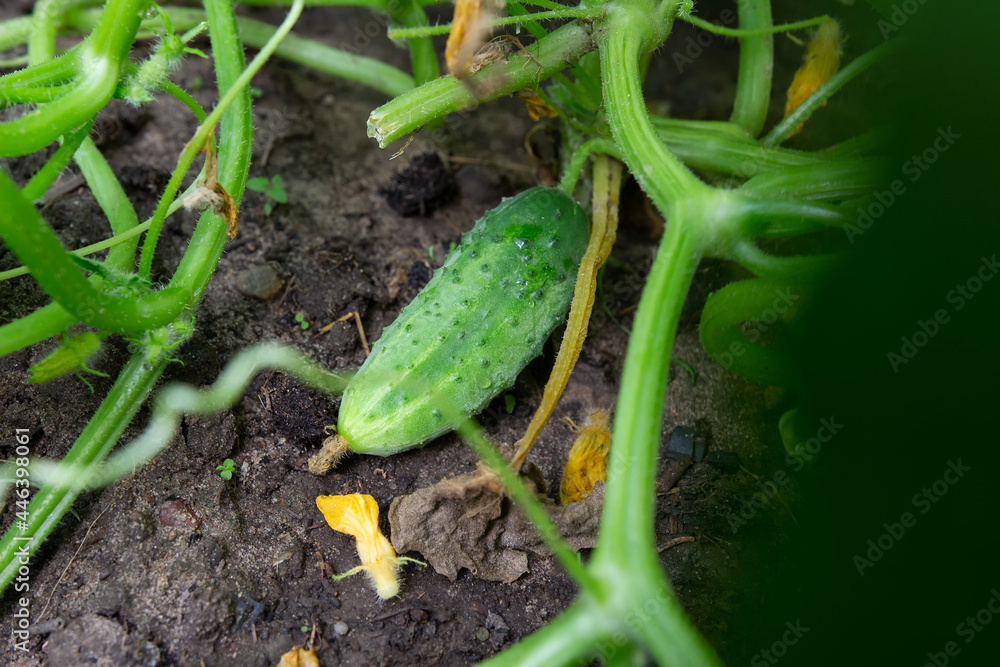 Juicy green cucumbers are lying on the ground. Grow cucumbers, open ...